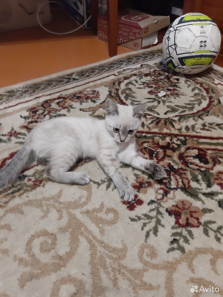 Мурчащее чудо