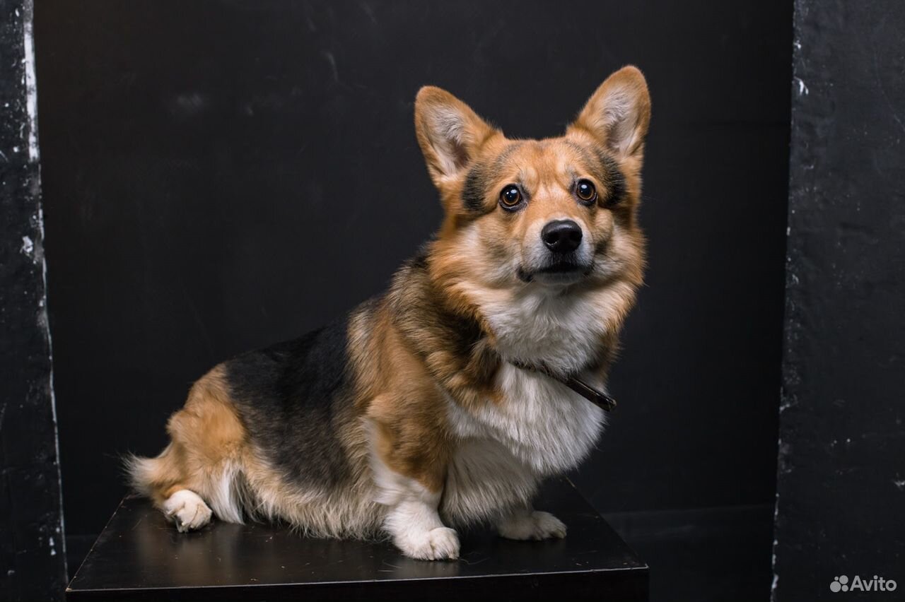 Вельш-корги-пемброк (триколор) ищет девочку для вя