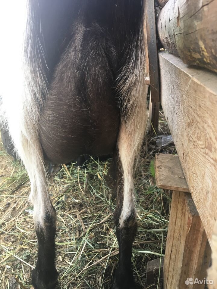 Коза дойная