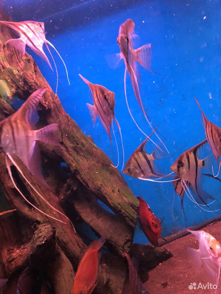 Манакапура