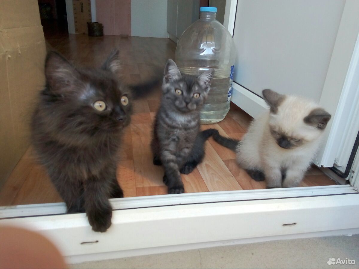 Кошка