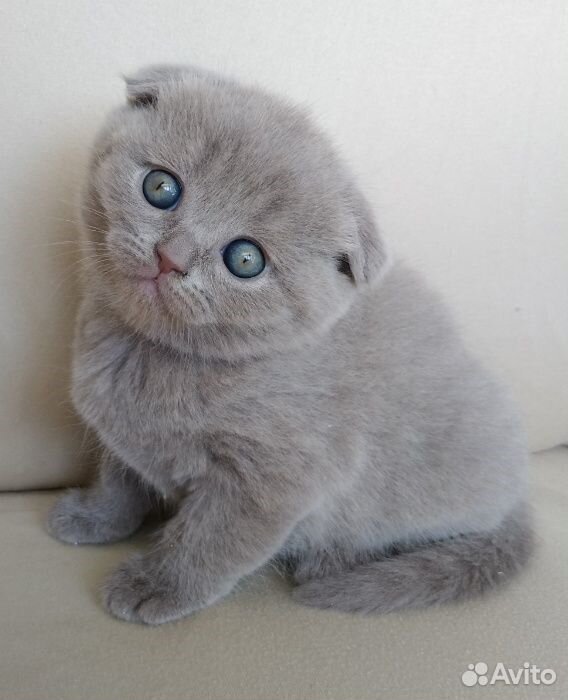 Cкоттиш Фолд лиловый