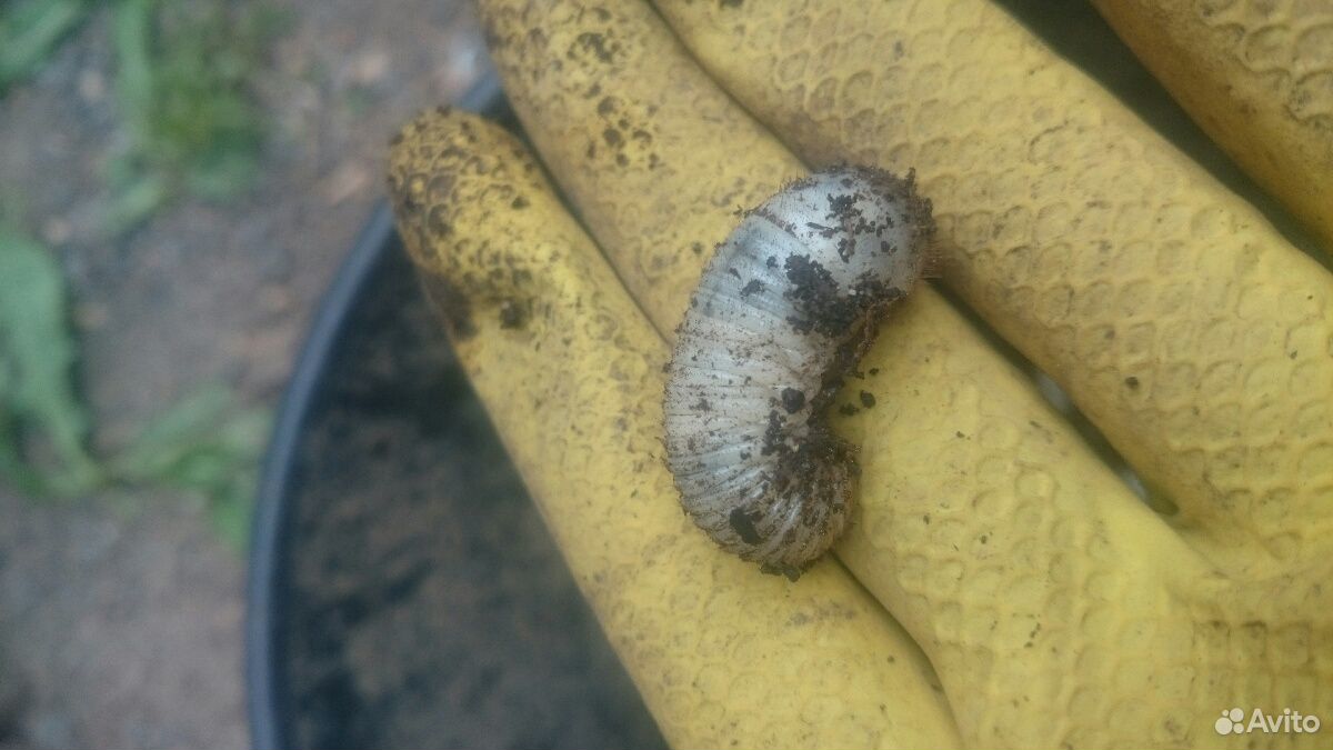 Личинка майского жука