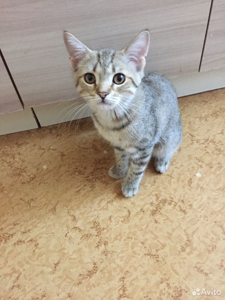 Котик бесплатно
