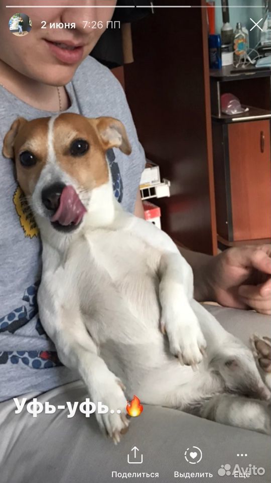 Джек Рассел терьер