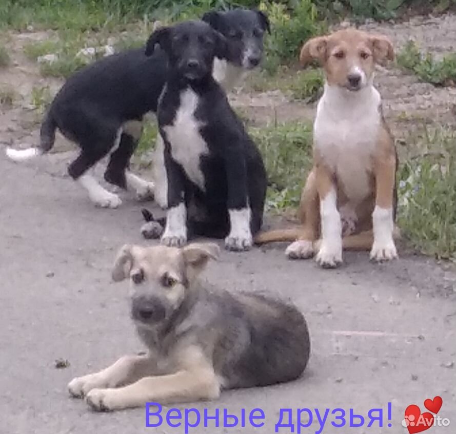 Отдадим щенков