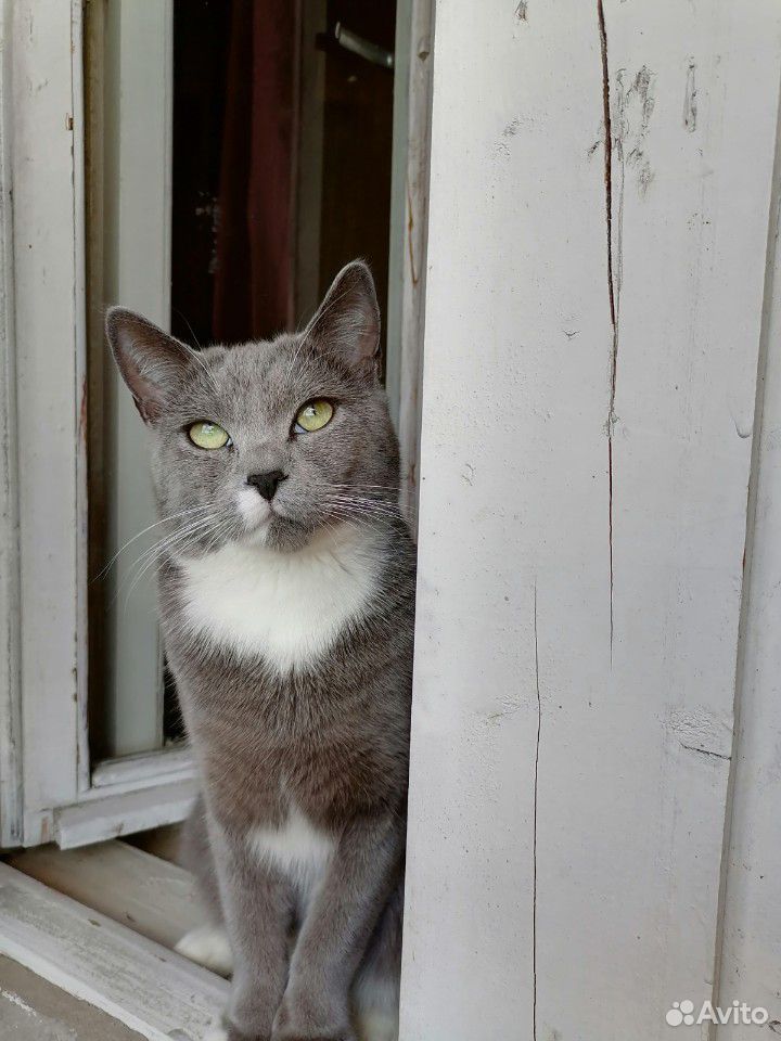 Кошка