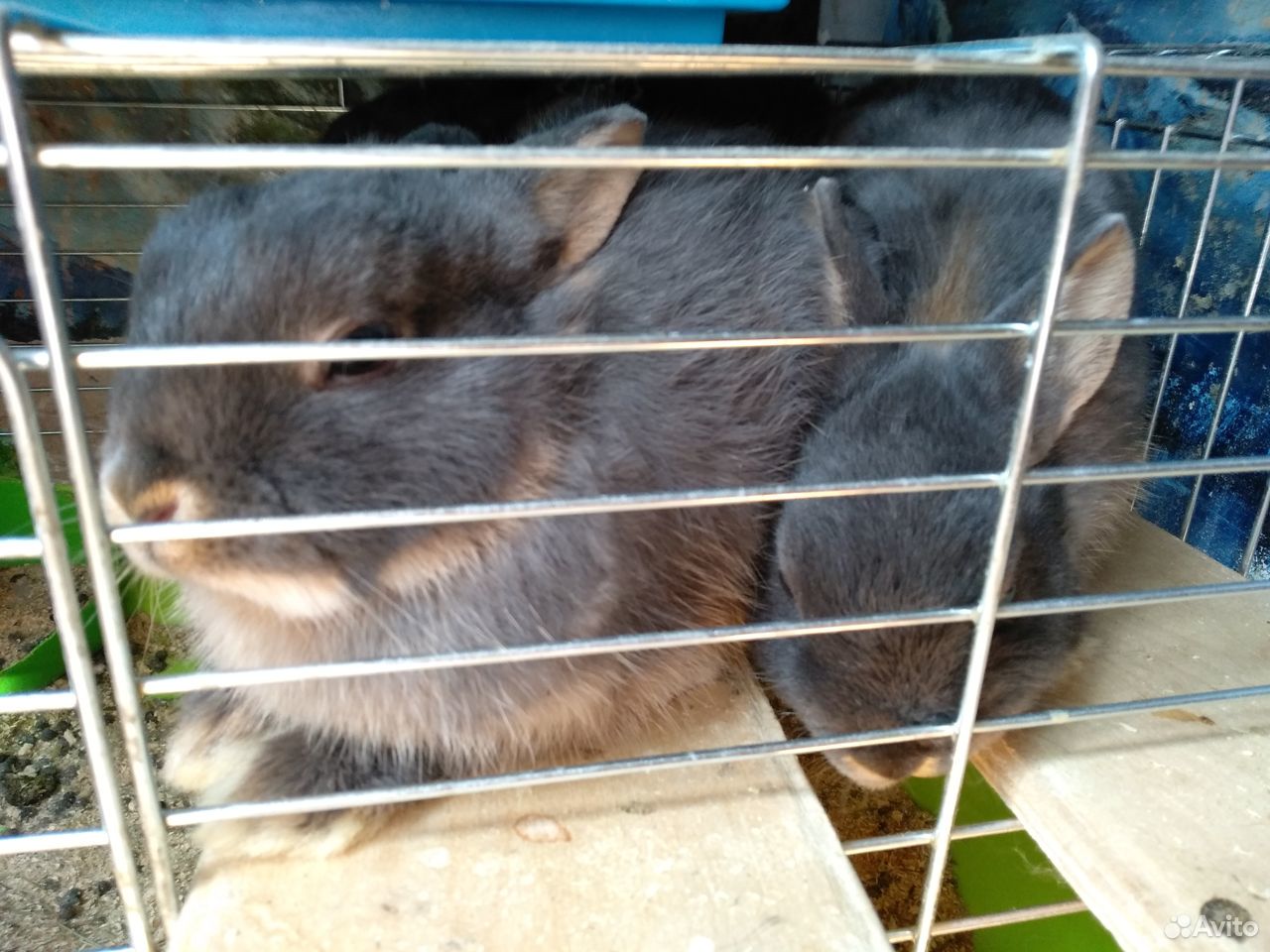 Кроли карликовые декоративные