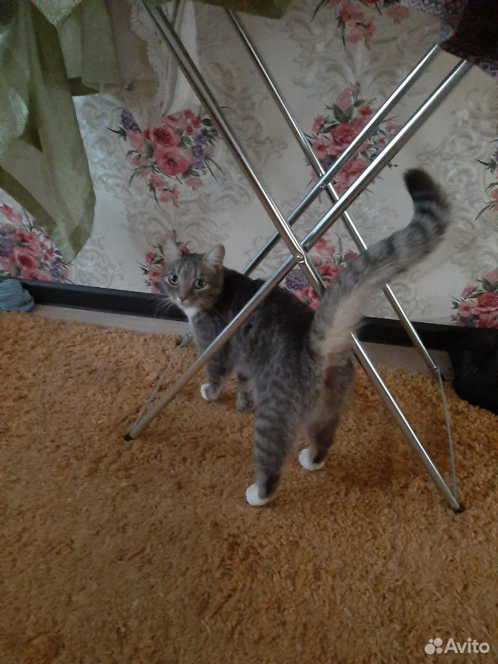 Кошка