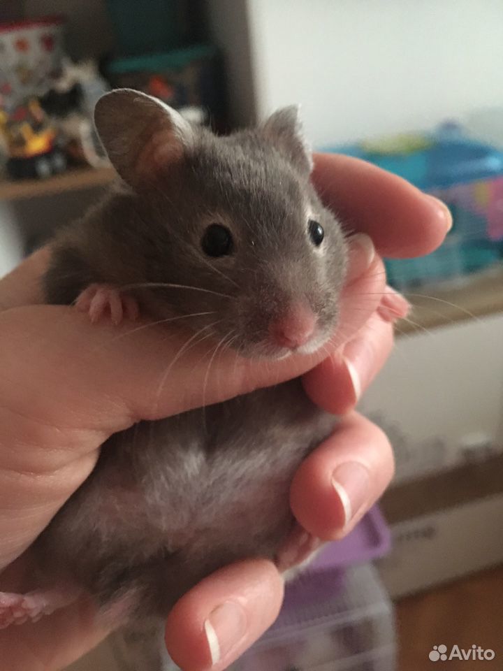 Сирийский хомячок Девочка