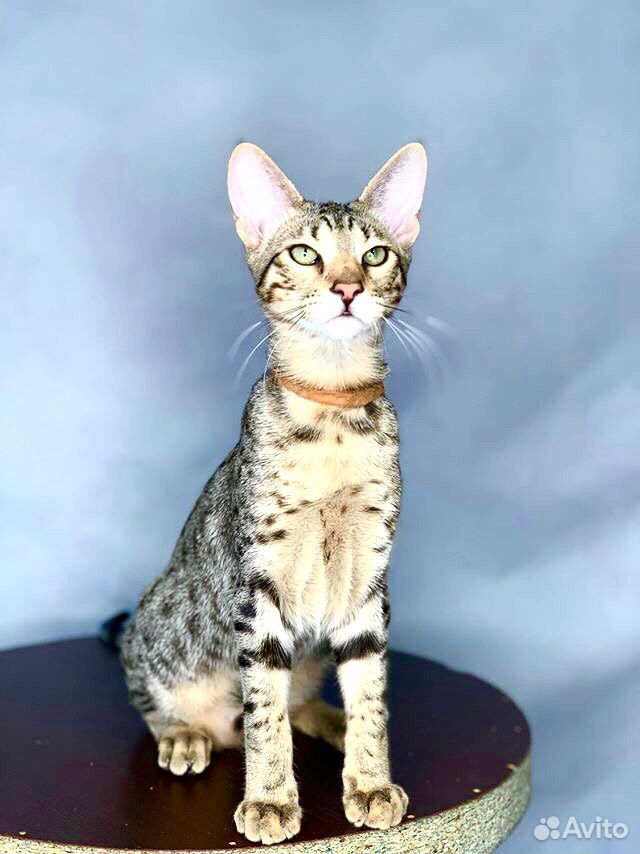 Котёнок саванна