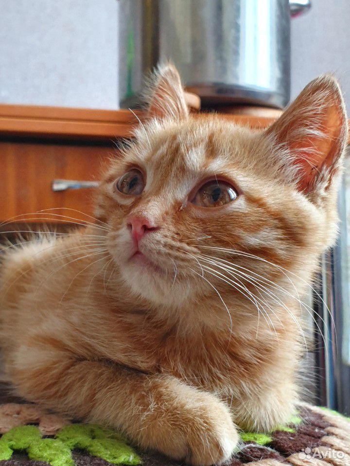 Котик Рыжулин