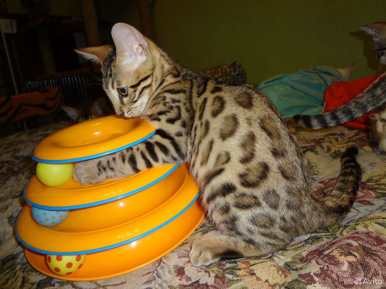 Бенгальские котята