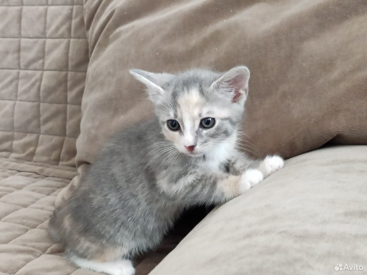 Дымчатый котёнок (кошечка) Дюшес в очень заботливы