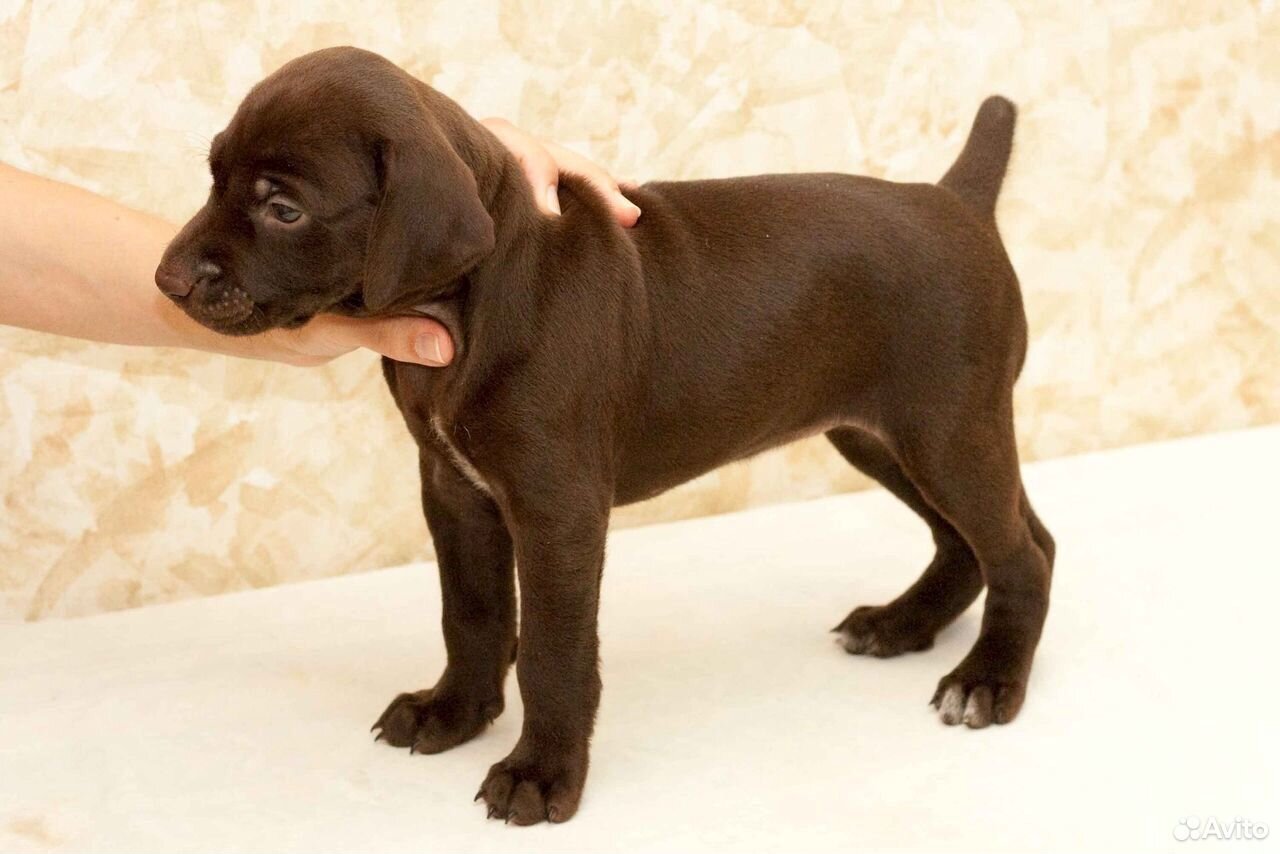 Щенки Курцхаар