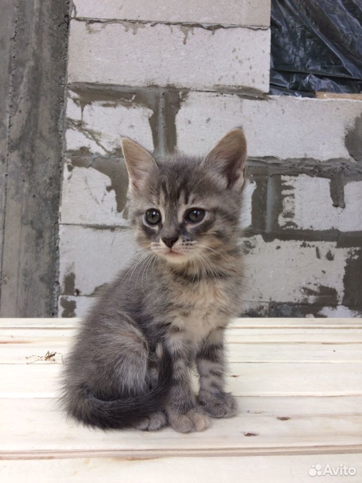 Котёнок Дымка в добрые руки