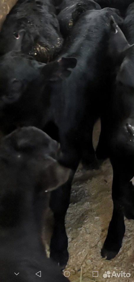 Абердины ангусы