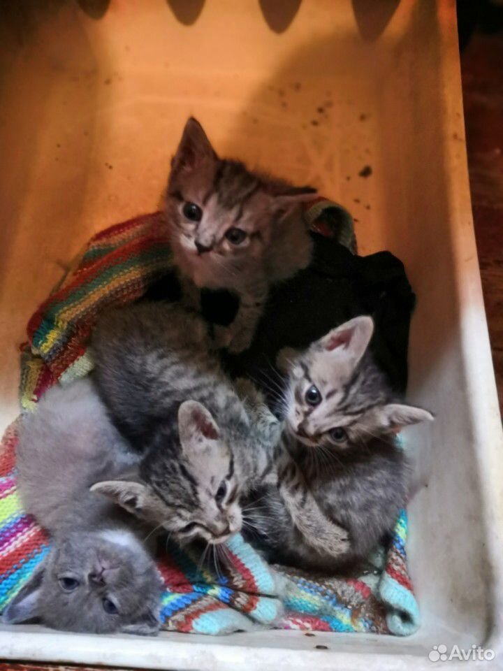 Котята