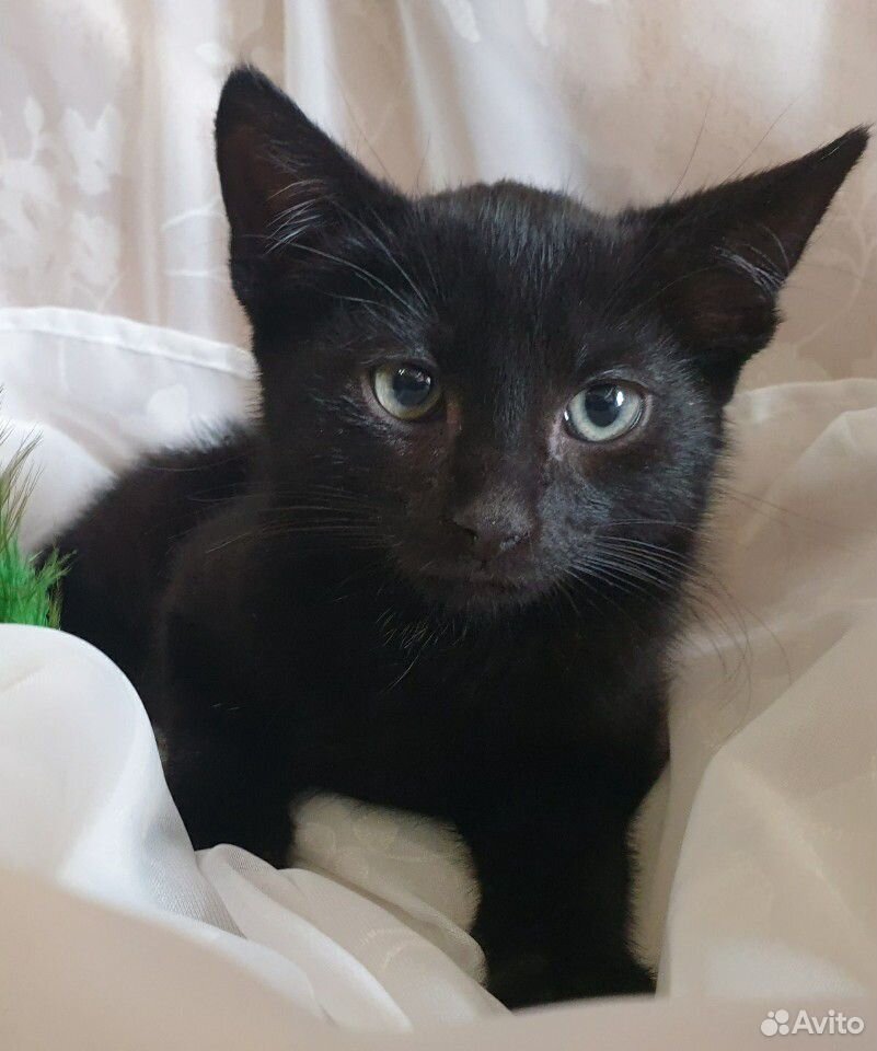 Маленькая черная пантера ищет дом