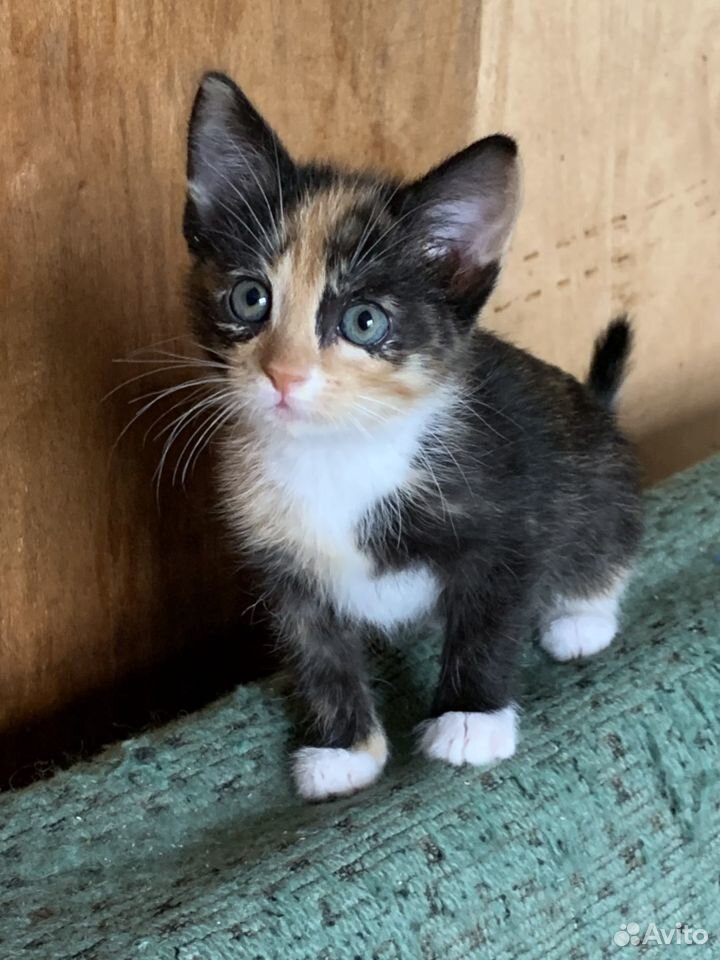 Котята в хорошие руки