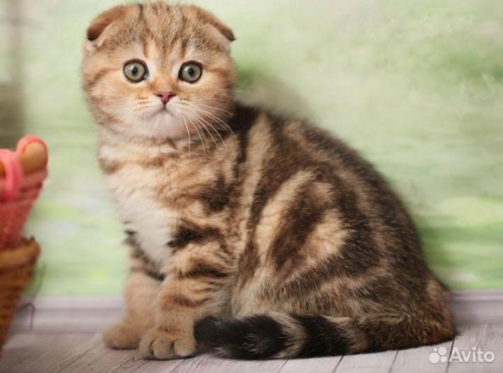 Вислоухие котята
