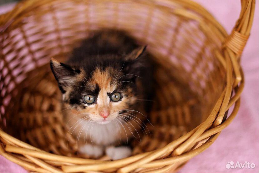 Котенок в добрые руки