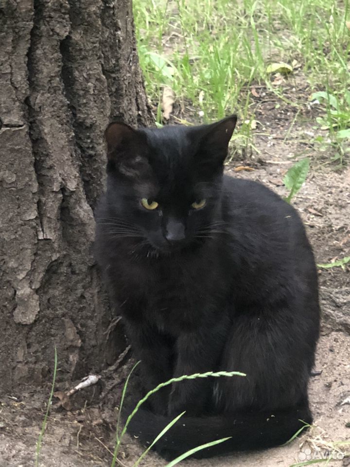 Кошка