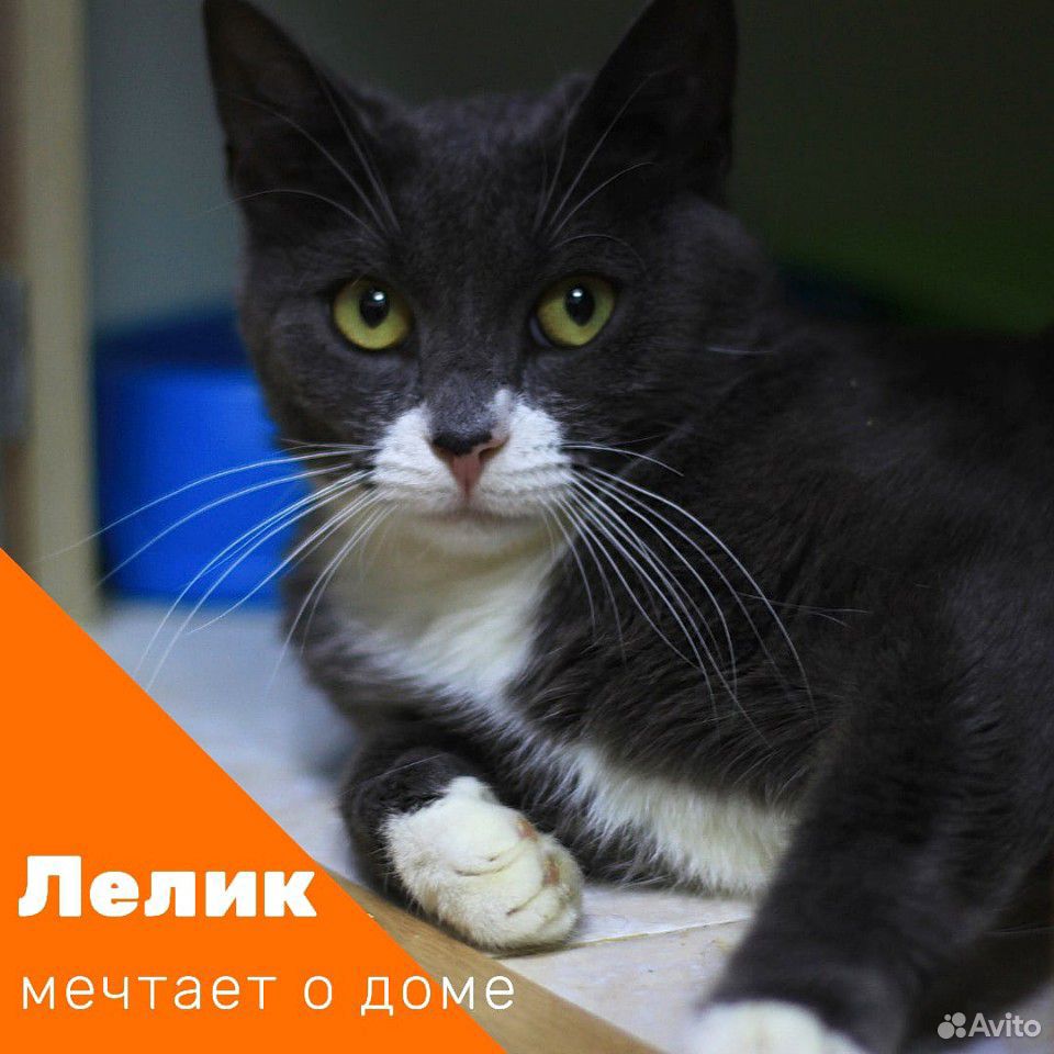 Лёлик, супер кот, 1 год