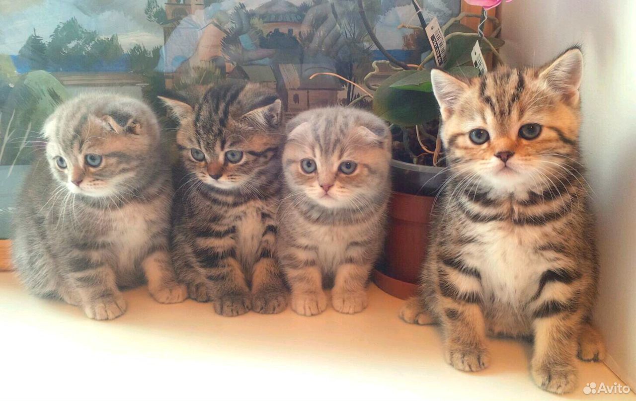 Роскошные котятки, Плюшевые, Шотландские, Клубные