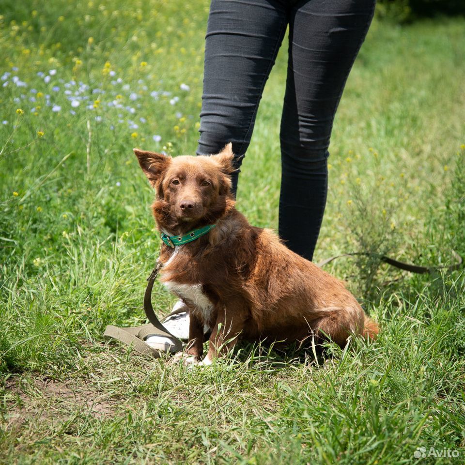 Небольшая собачка Каштанка ищет лучший дом