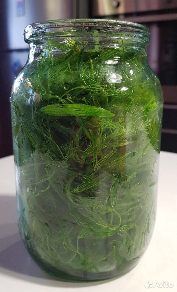 Роголистник и Амбулия в объёме 1 литр