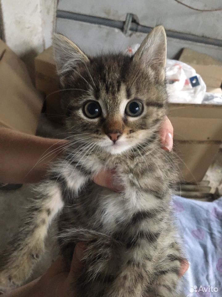 Котенок в добрые руки