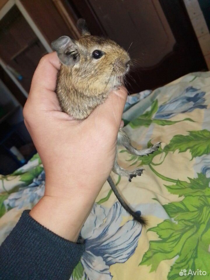 Дегу