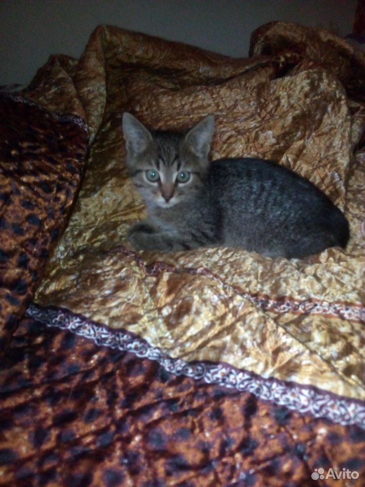 Чудесный котенок мальчик в дар