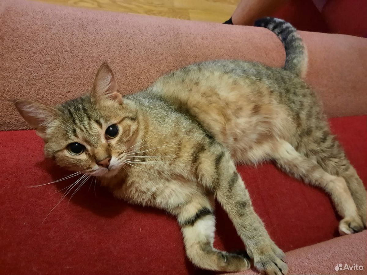 Кот камышового окраса