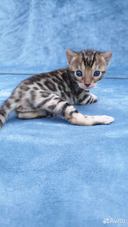 Бенгальские котята