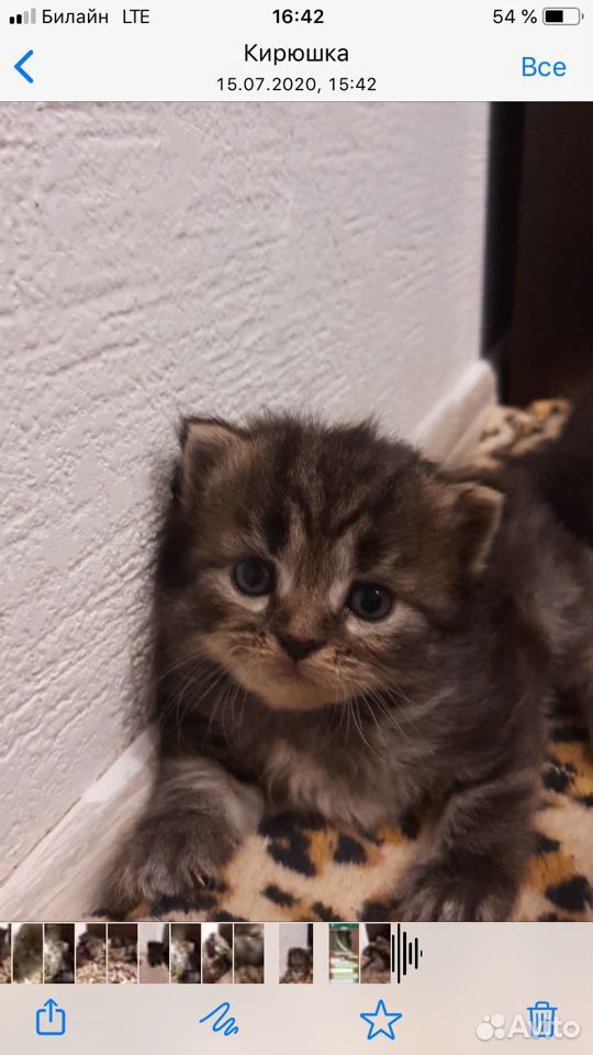 Кошка