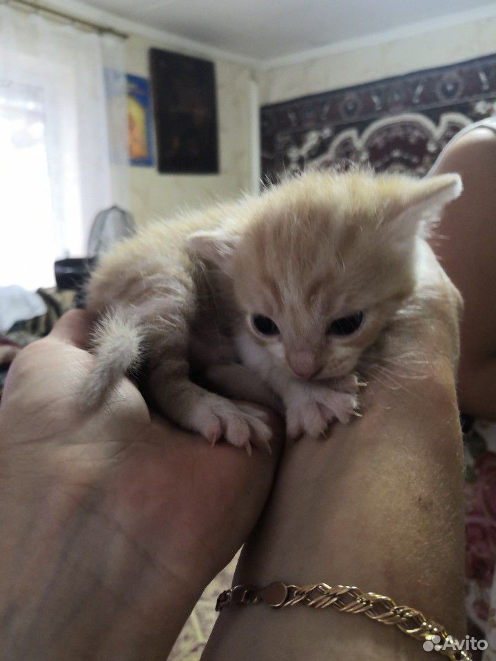 Кошка