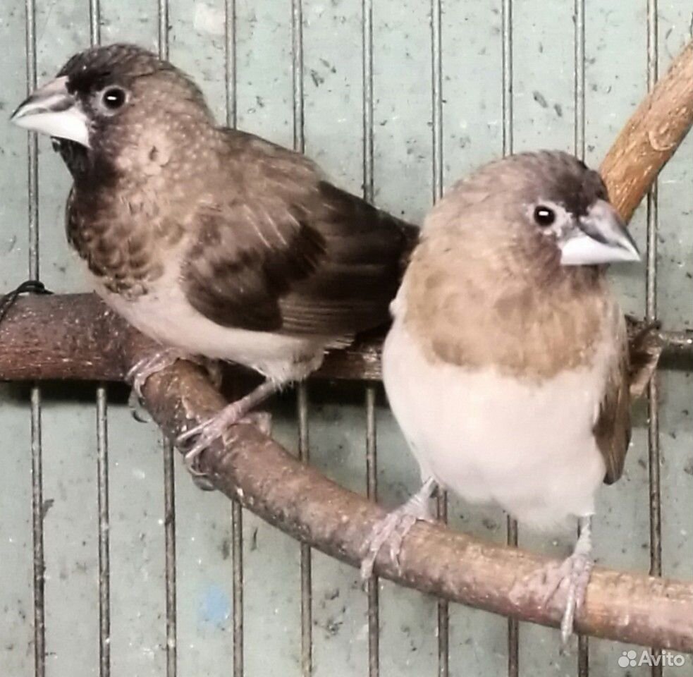 Амадина японская