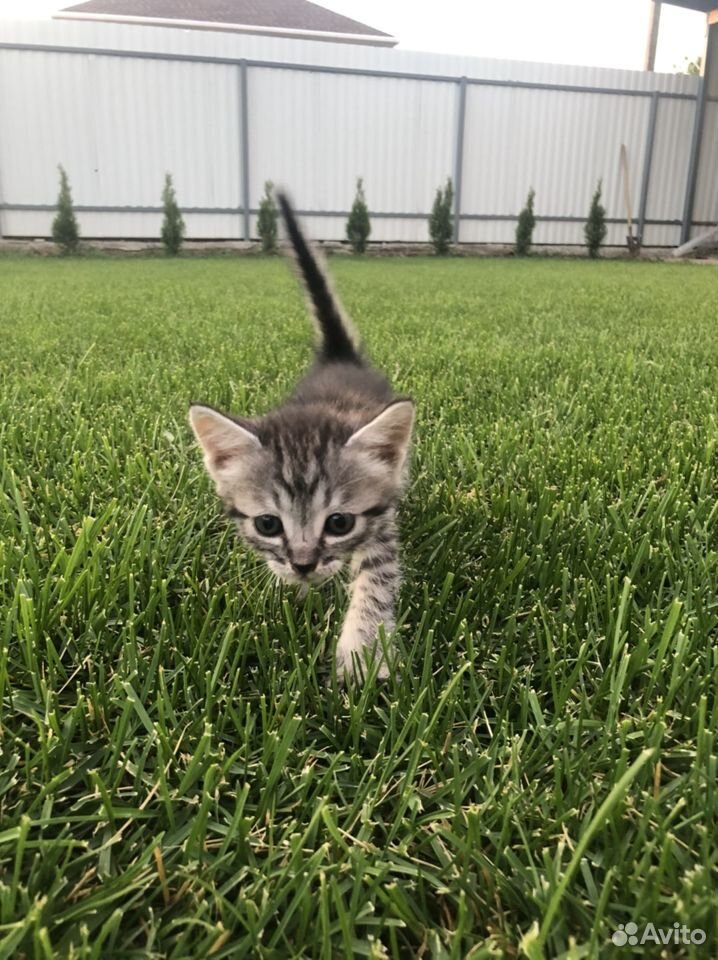 Котята