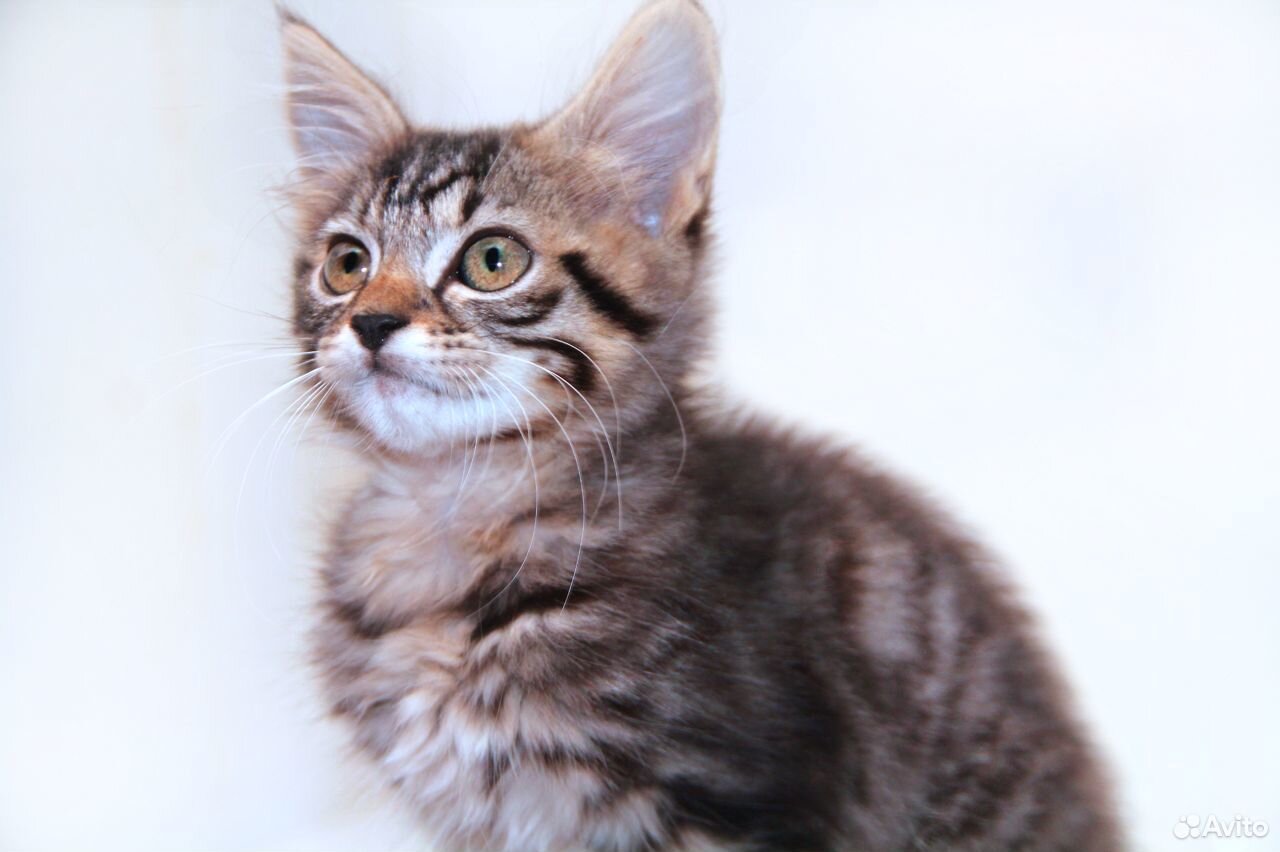 Мальчик породы Манчкин. Длинные лапки