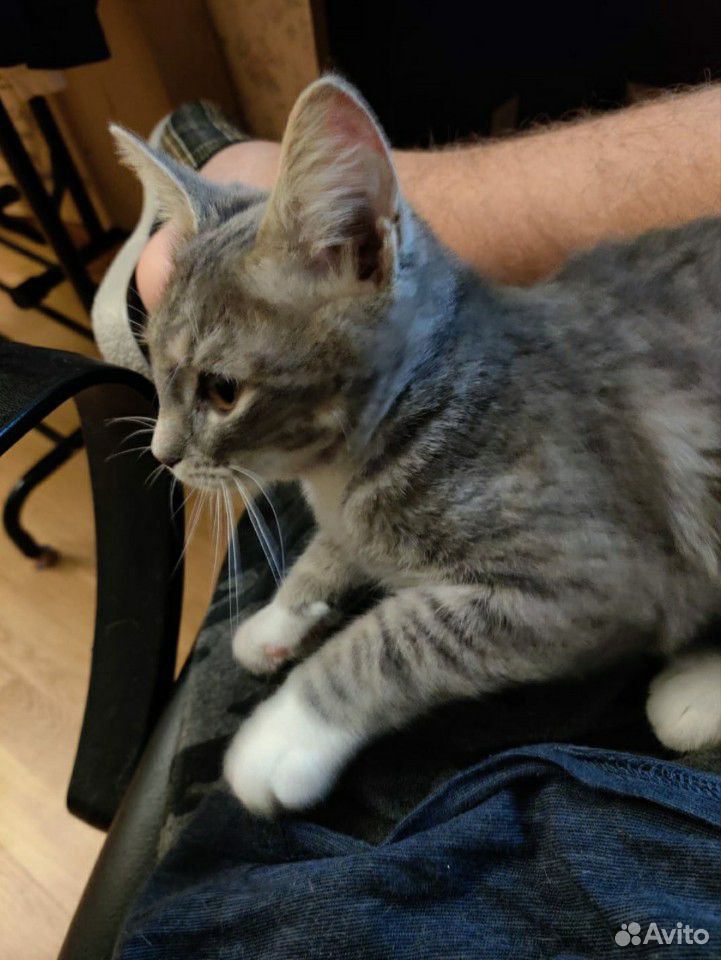 Котенок Стрелка