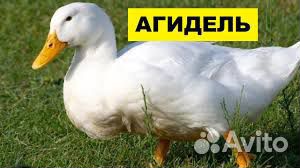 Бройлерные утятки Агидель