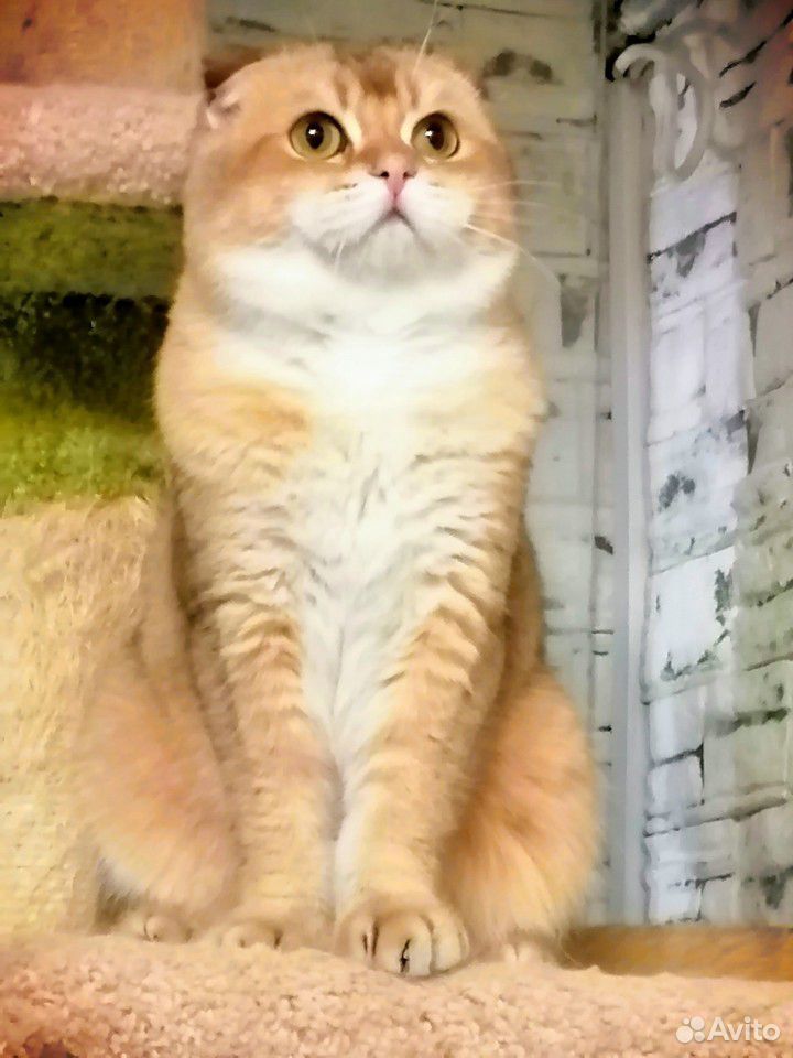 Шотландский золотой кот вязка