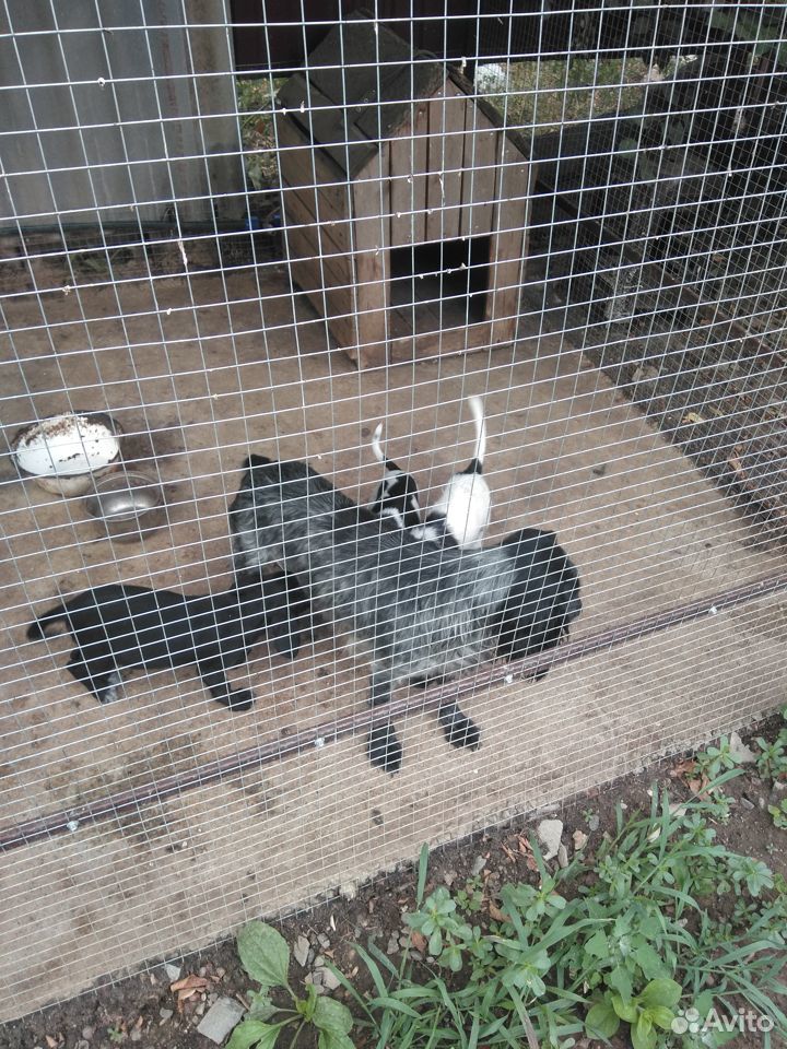 Щенки русского спаниеля