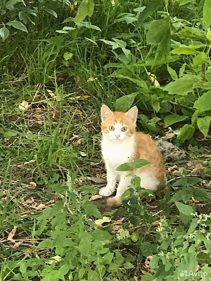 Уличный котёнок в добрые руки