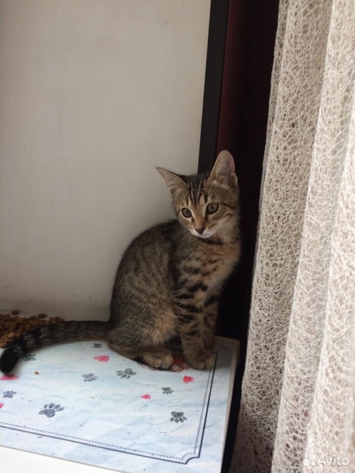 Котёнок в добрые руки