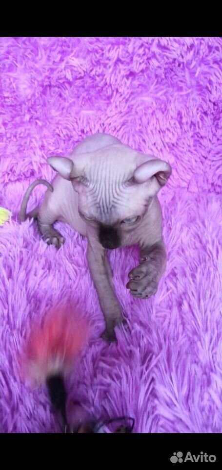 Эльф девочка, в любимцы и разведение