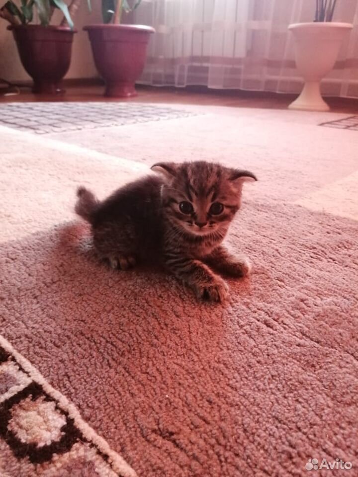 Котята шотландцы