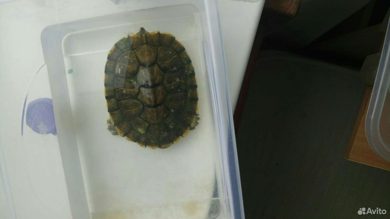 Черепаха красноухая